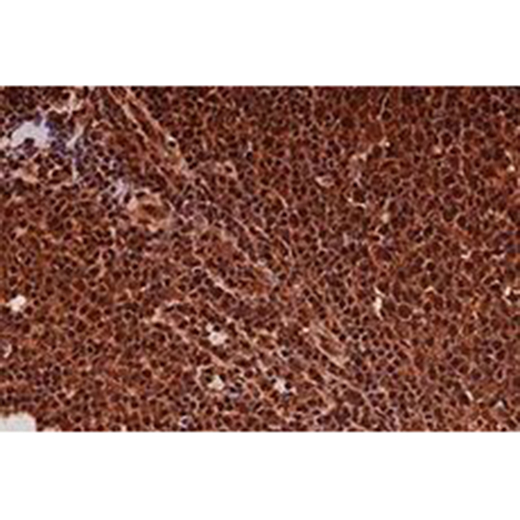 BOND™ RNA Positive Control Probe | BIO-OPTIC S.R.L.